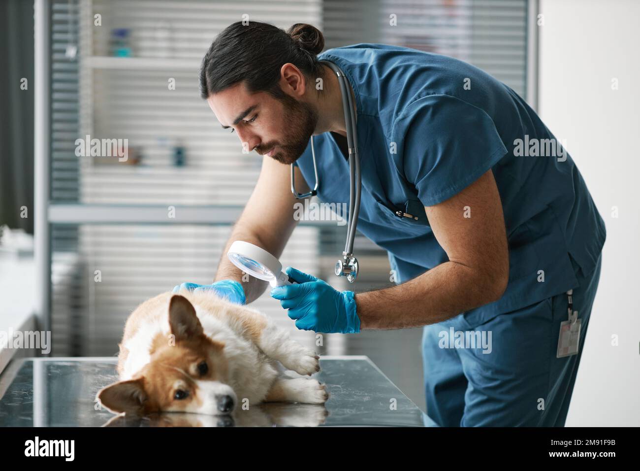 Professional veterinarian with magnifying glass bending over sick corgi ...