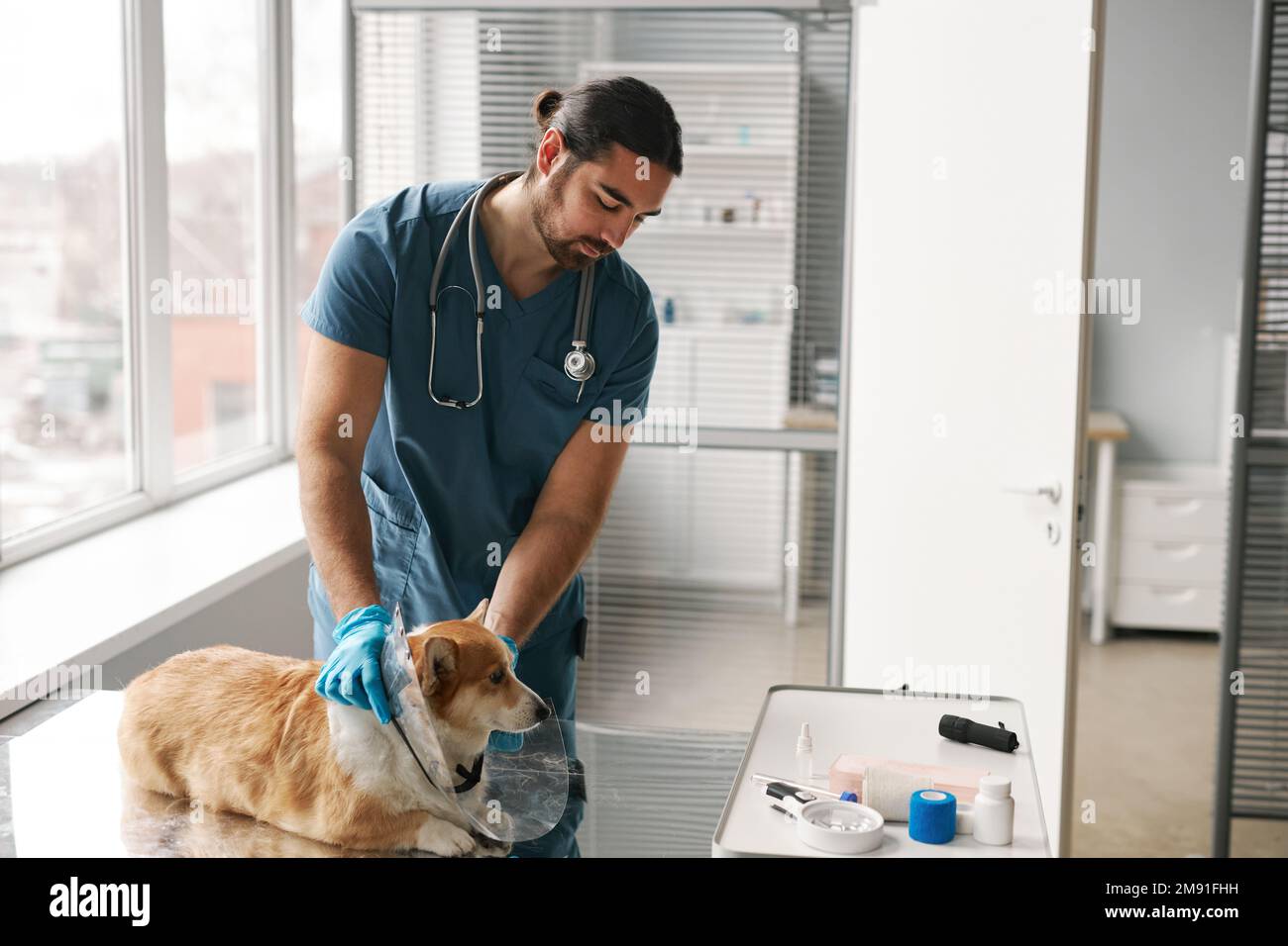Young vet clinician putting protective collar around neck of sick corgi ...