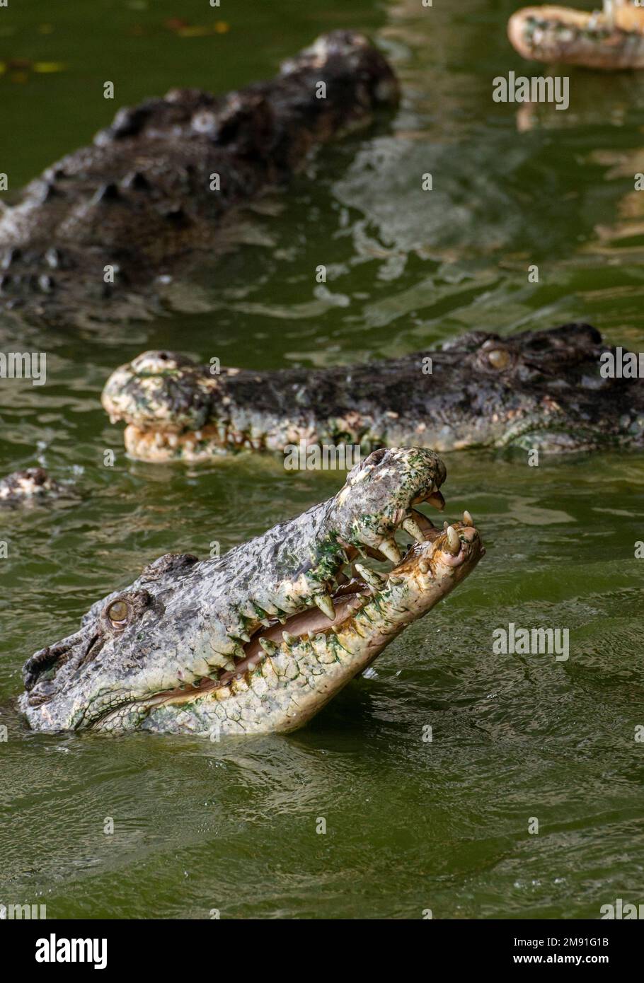 Crocodile at the Pattaya Crocodile Farm near the city of Pattaya in the ...