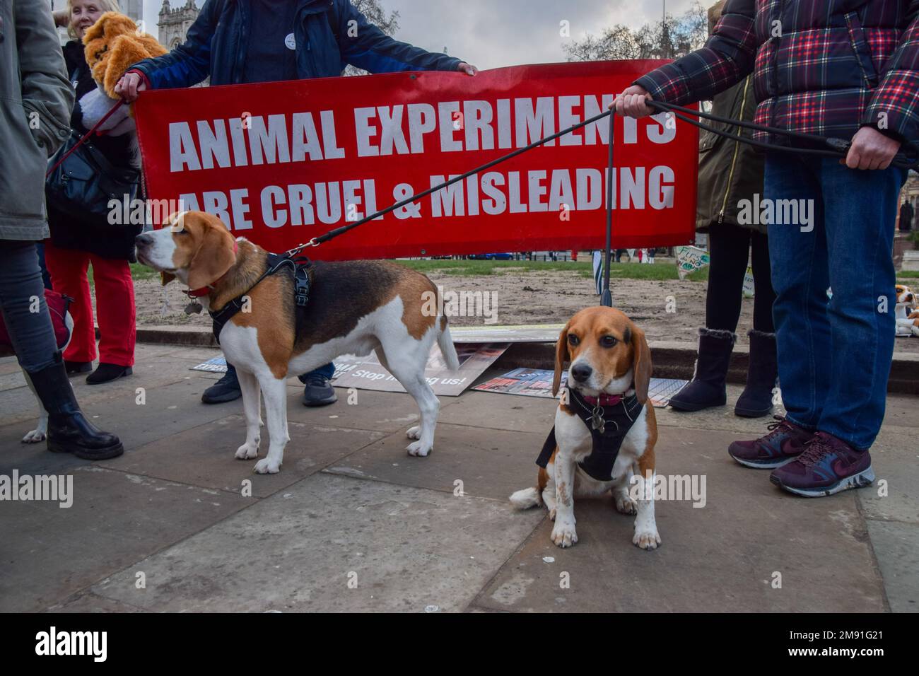 London, UK. 16th January 2023. A pair of beagles join the protest ...