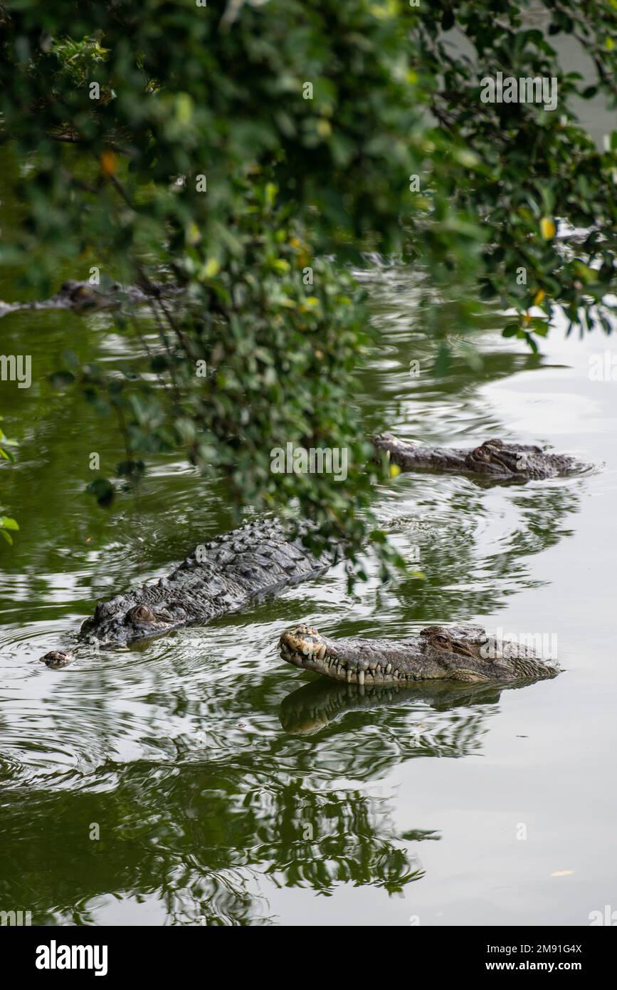 Crocodile at the Pattaya Crocodile Farm near the city of Pattaya in the ...