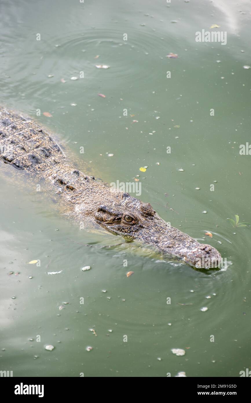 Crocodile at the Pattaya Crocodile Farm near the city of Pattaya in the ...