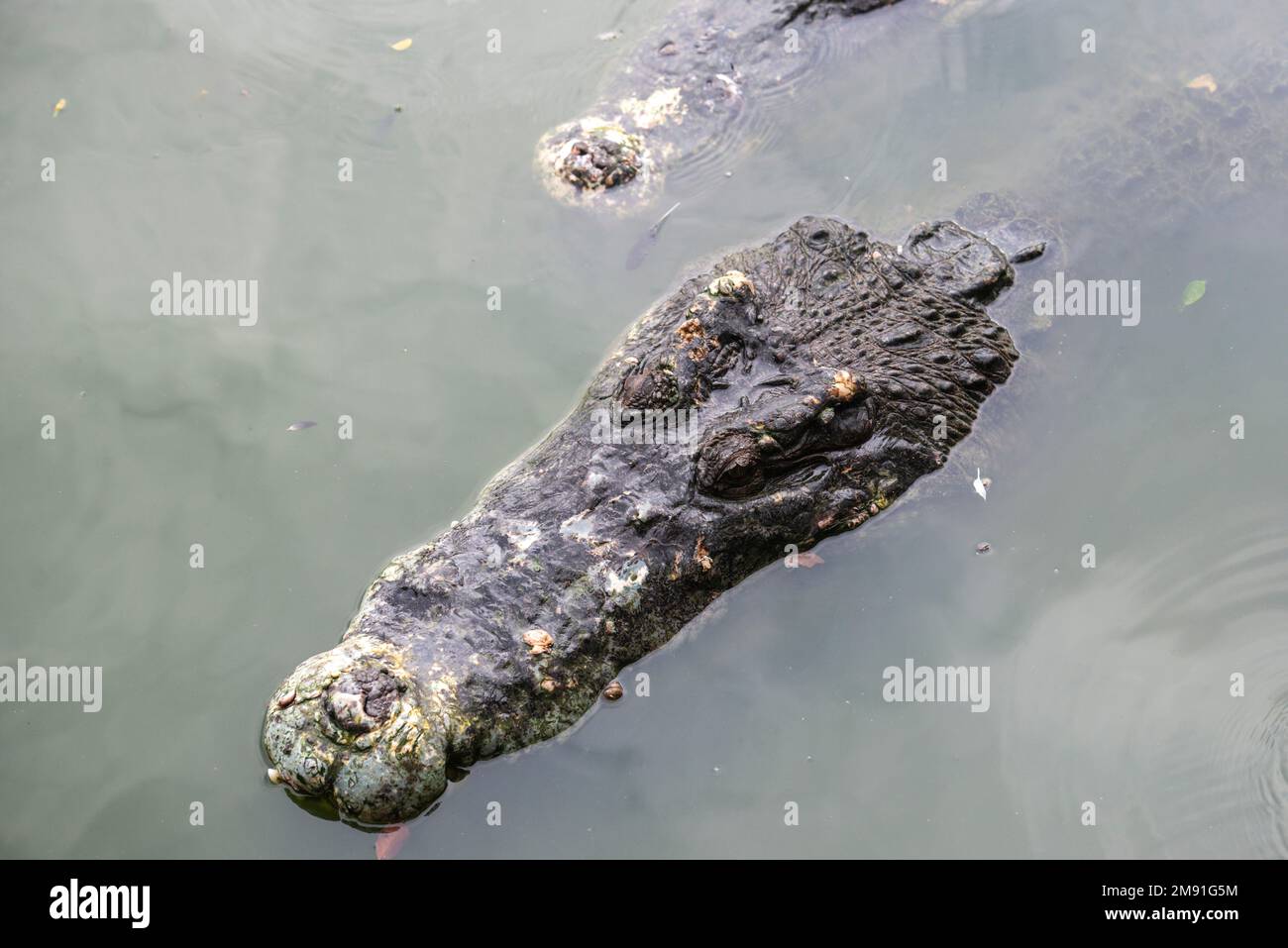 Crocodile at the Pattaya Crocodile Farm near the city of Pattaya in the ...