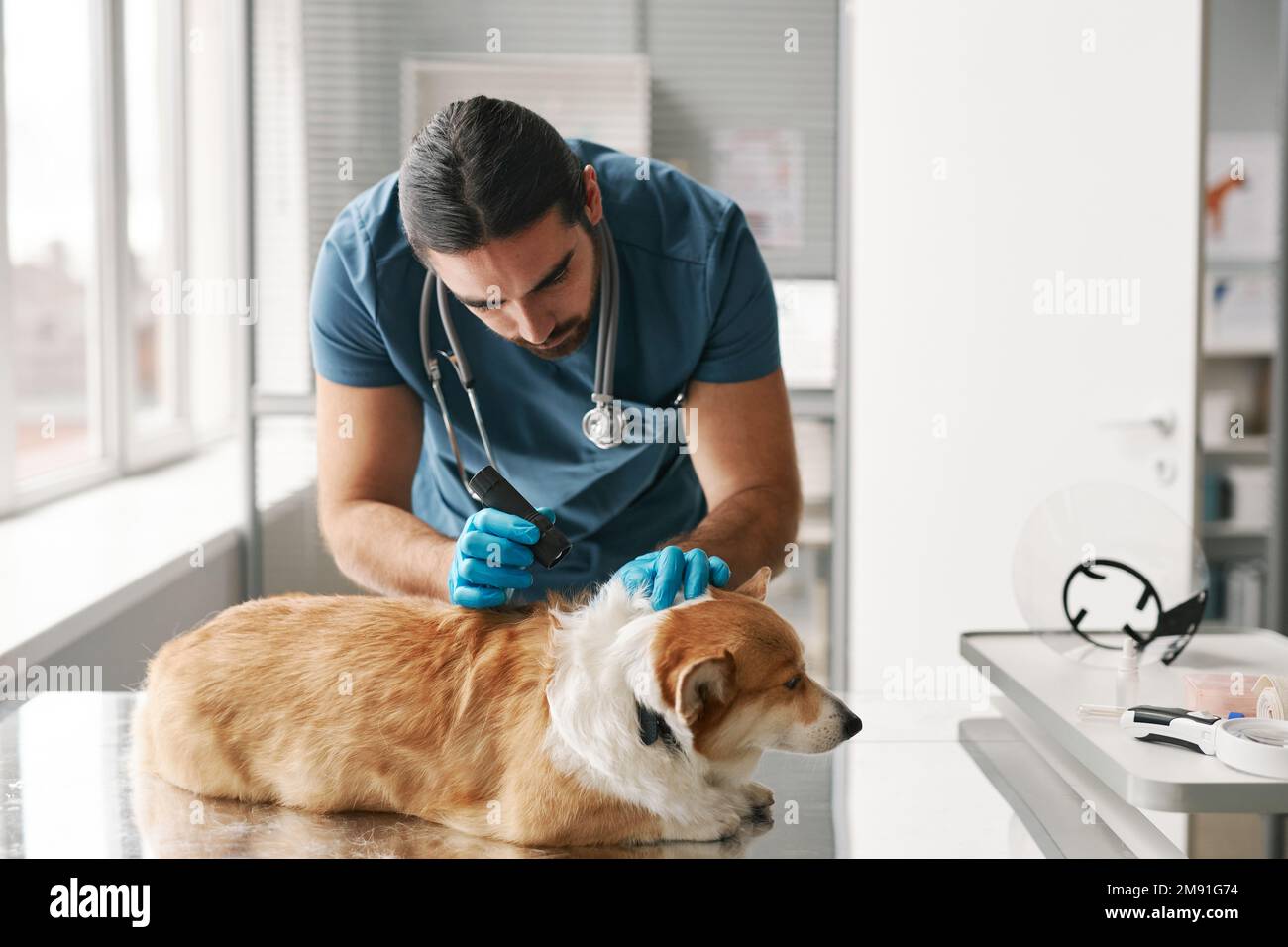 Young veterinary doctor with small flashlight examining skin of fluffy ...