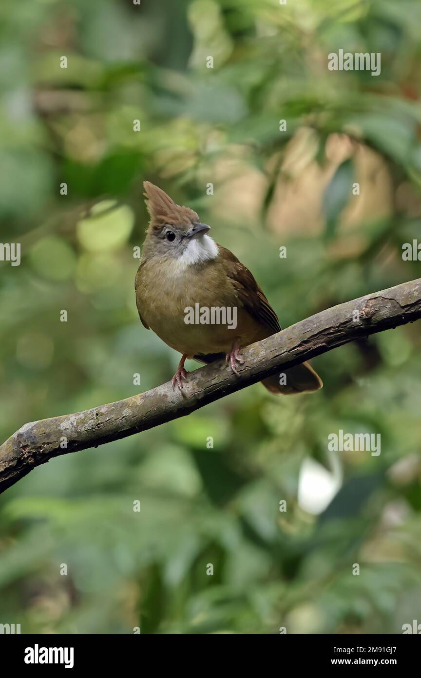 Ochraceous Bulbul adult perched on branch in rainforest, Vietnam ...