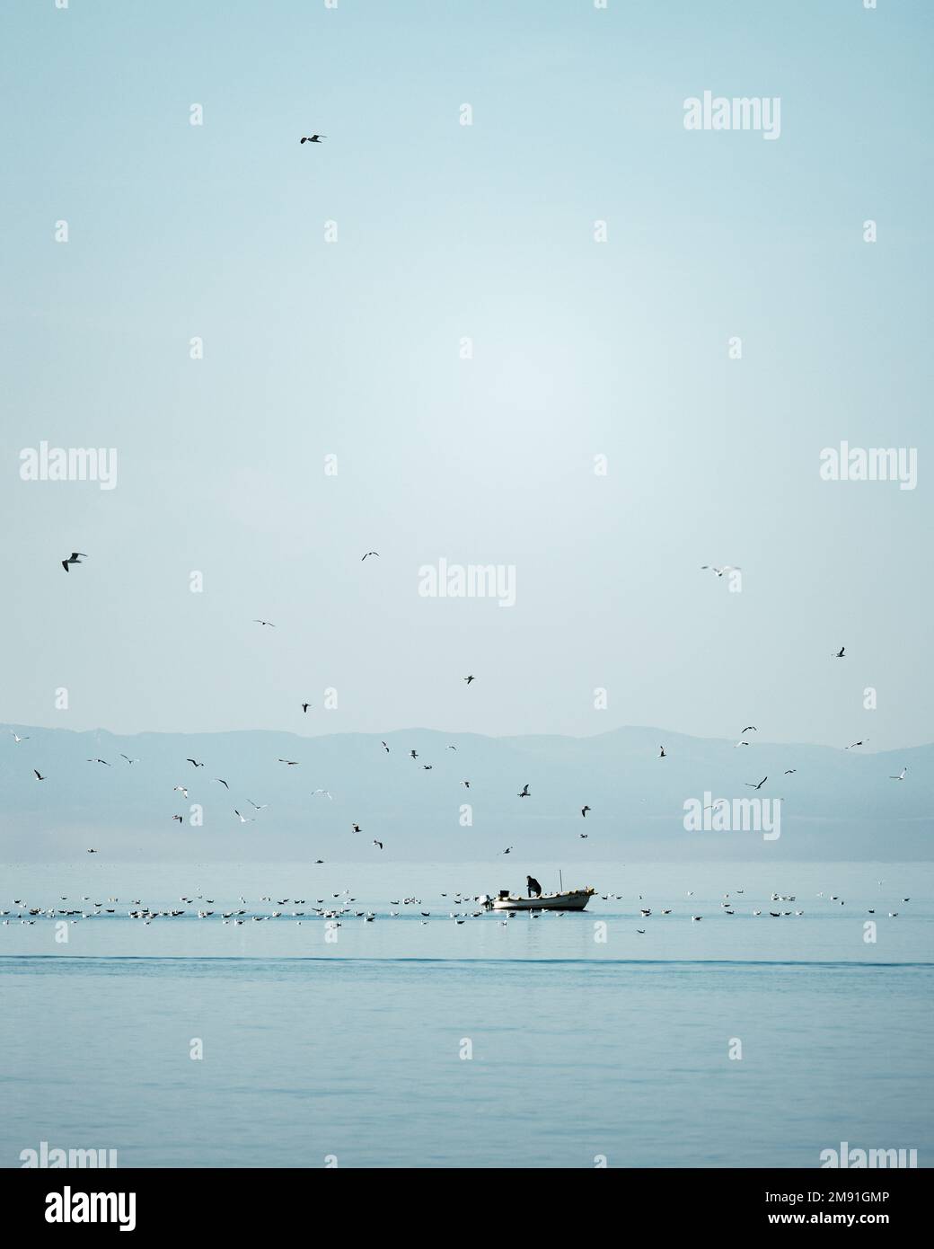 A sailing boat with a flock of birds flying over the ocean Stock Photo ...