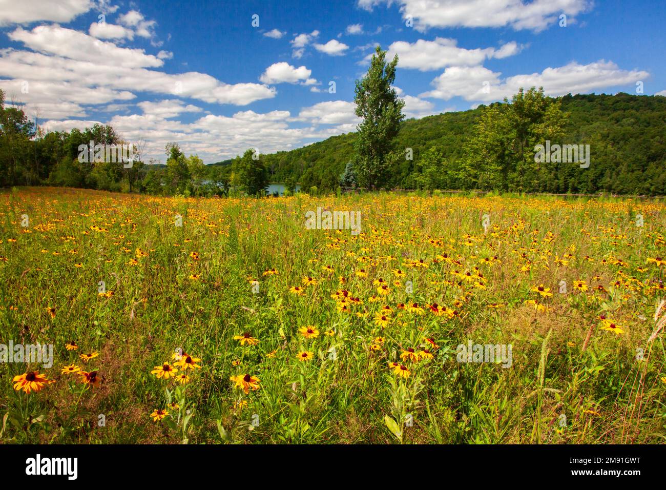 A planted native widflower meadow at Prompton State Park , Wayne County ...