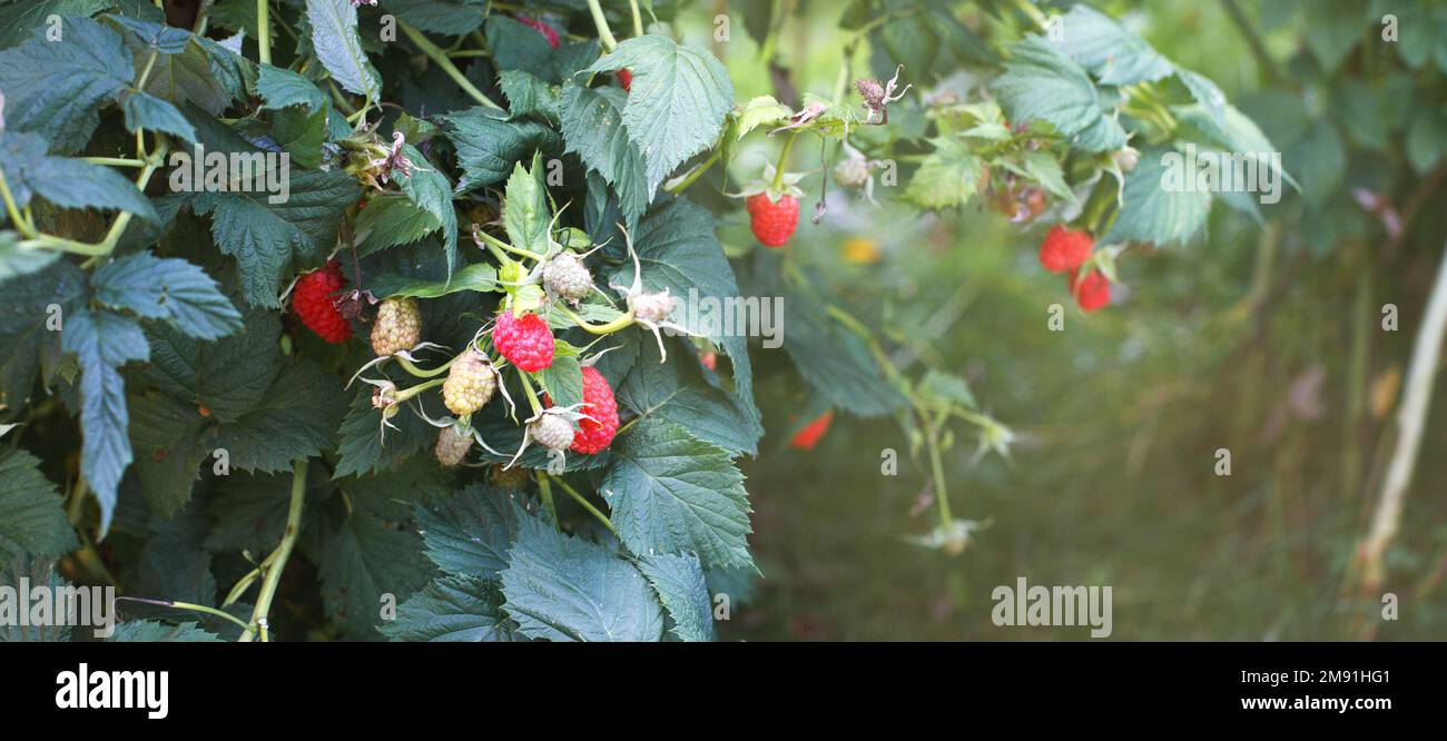 Grow ripe raspberries hi-res stock photography and images - Alamy