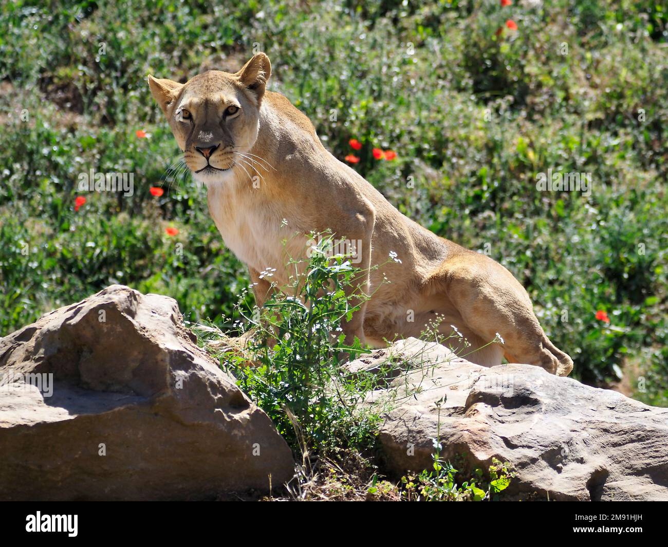 Lioness (Panthera leo) standing on rock among vegetation Stock Photo ...