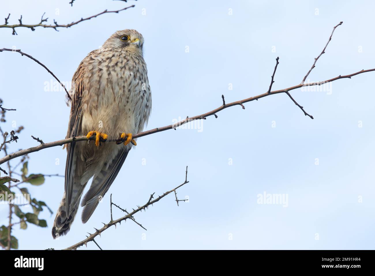 Common Kestrel (Falco tinnunculus) female Norfolk UK GB January 2023 St ...