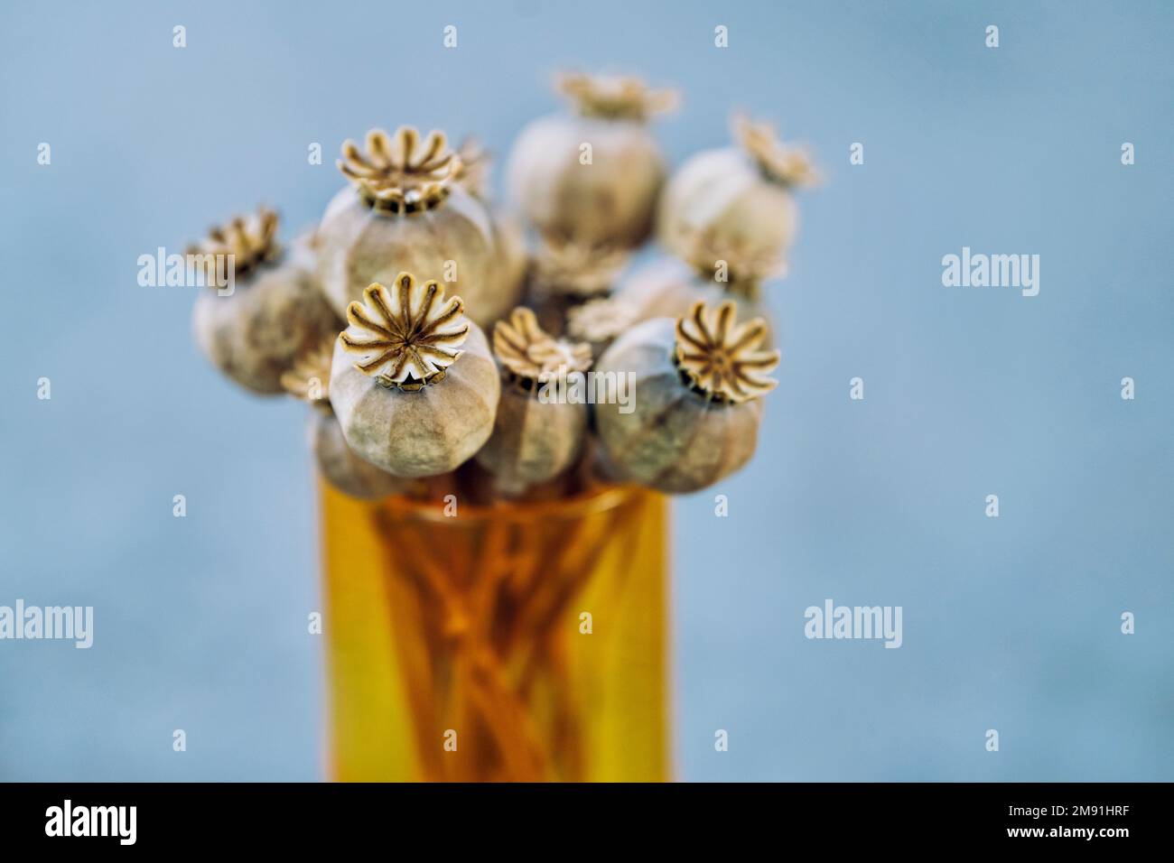 A closeup of dried poppy heads with stem in yellow vase Stock Photo - Alamy