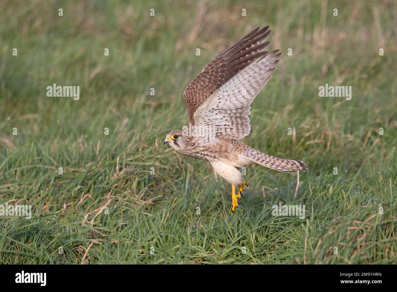 Common Kestrel (Falco tinnunculus) female Norfolk UK GB January 2023 St ...