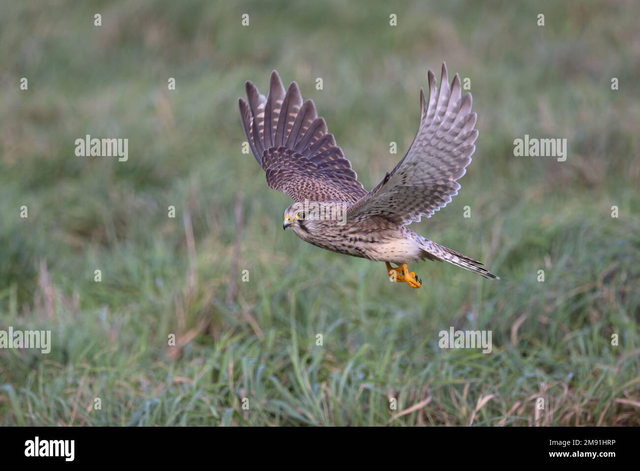 Common Kestrel (Falco tinnunculus) female Norfolk UK GB January 2023 St ...