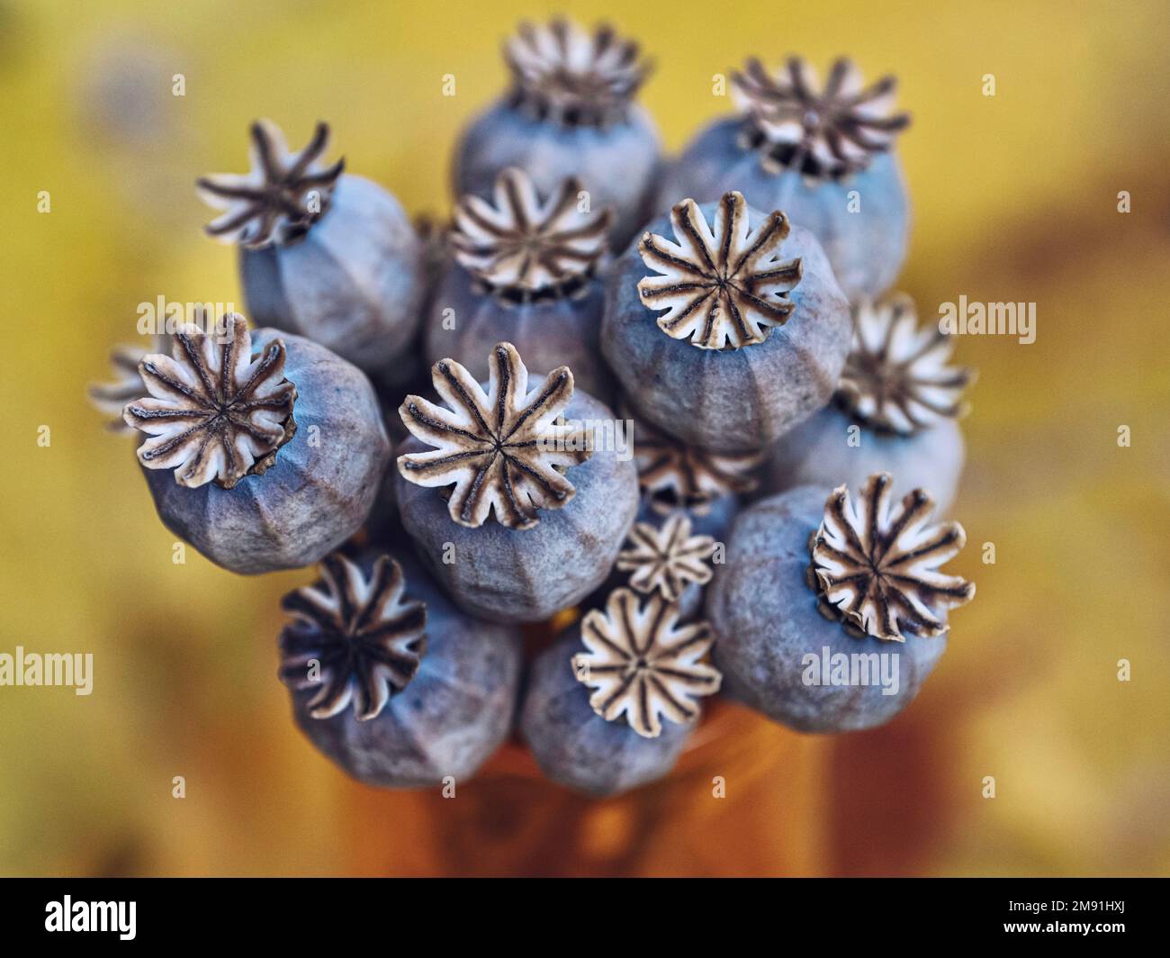 A closeup of dried poppy heads with stem in yellow vase Stock Photo - Alamy