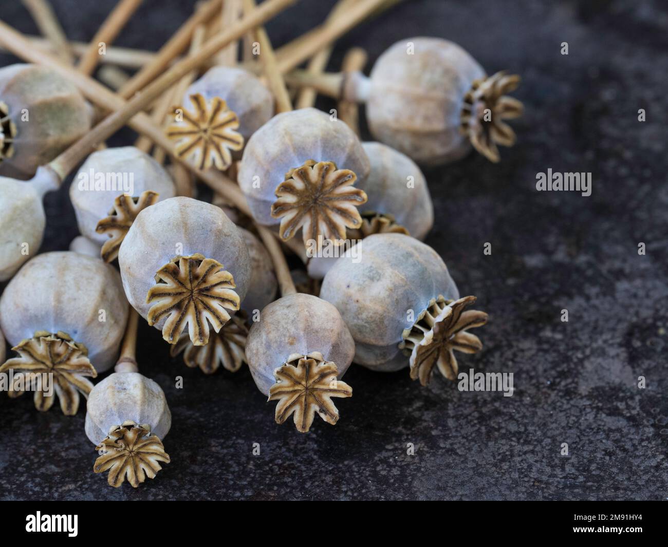 A closeup of bunch of dried poppy pods with stem on wet ground Stock ...