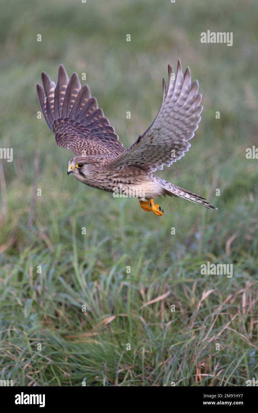 Common Kestrel (Falco tinnunculus) female Norfolk UK GB January 2023 St ...