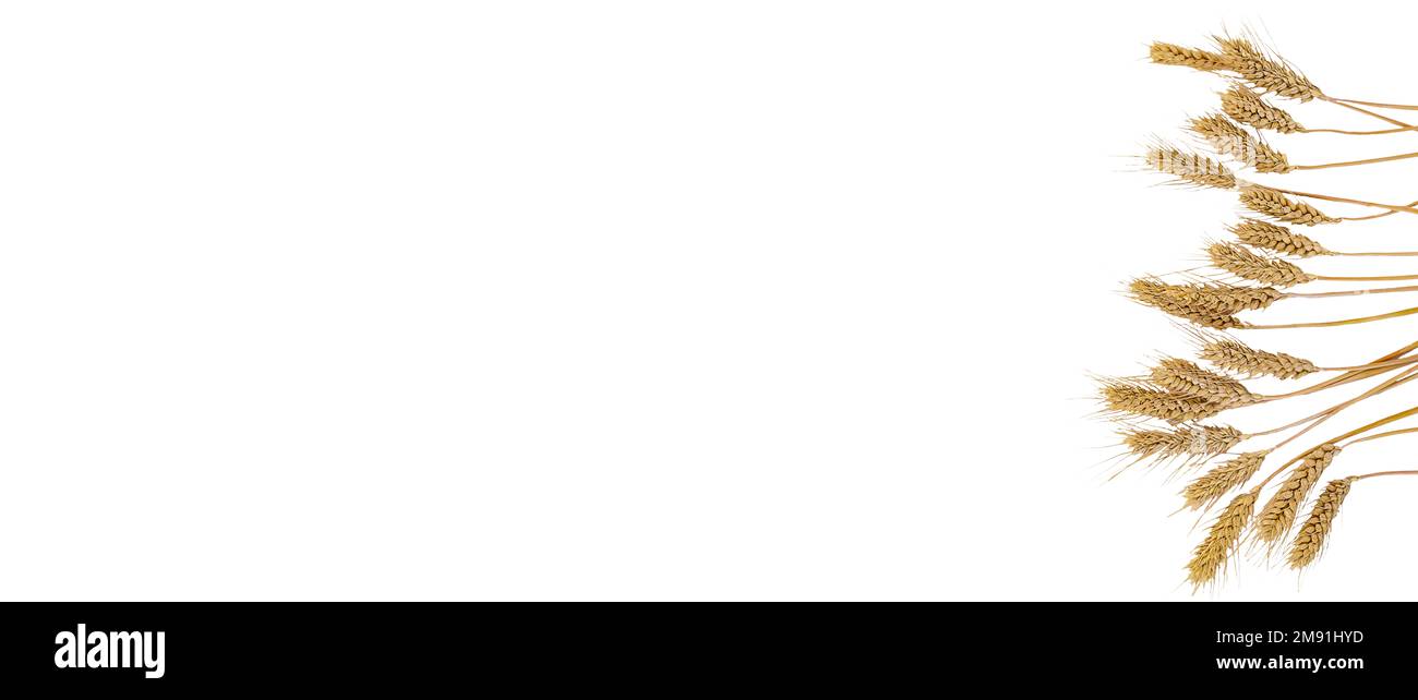 spikelets of wheat isolate on white background. Selection focus Stock ...