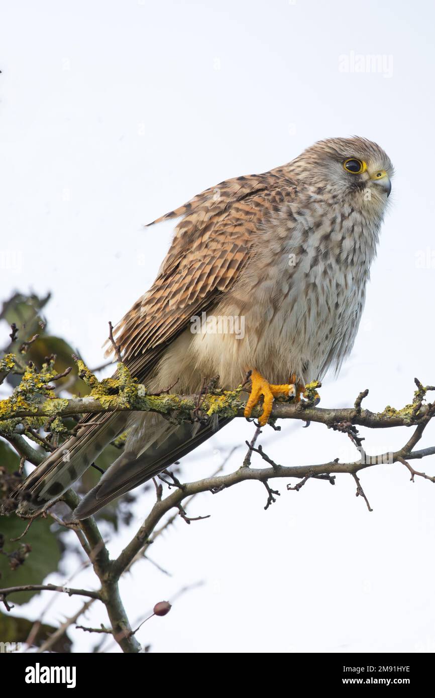 Common Kestrel (Falco tinnunculus) female Norfolk UK GB January 2023 St ...