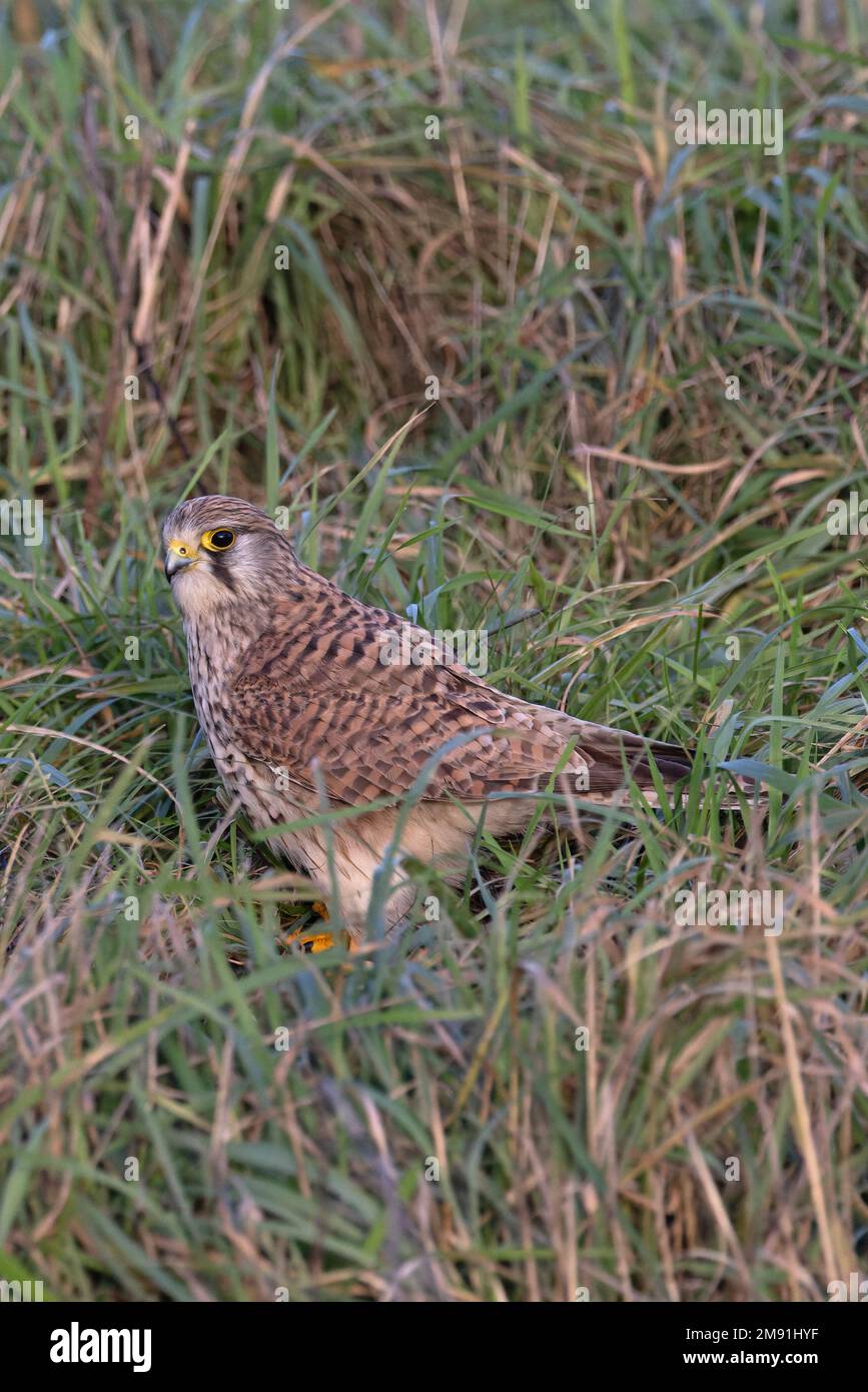 Common Kestrel (Falco tinnunculus) female Norfolk UK GB January 2023 St ...