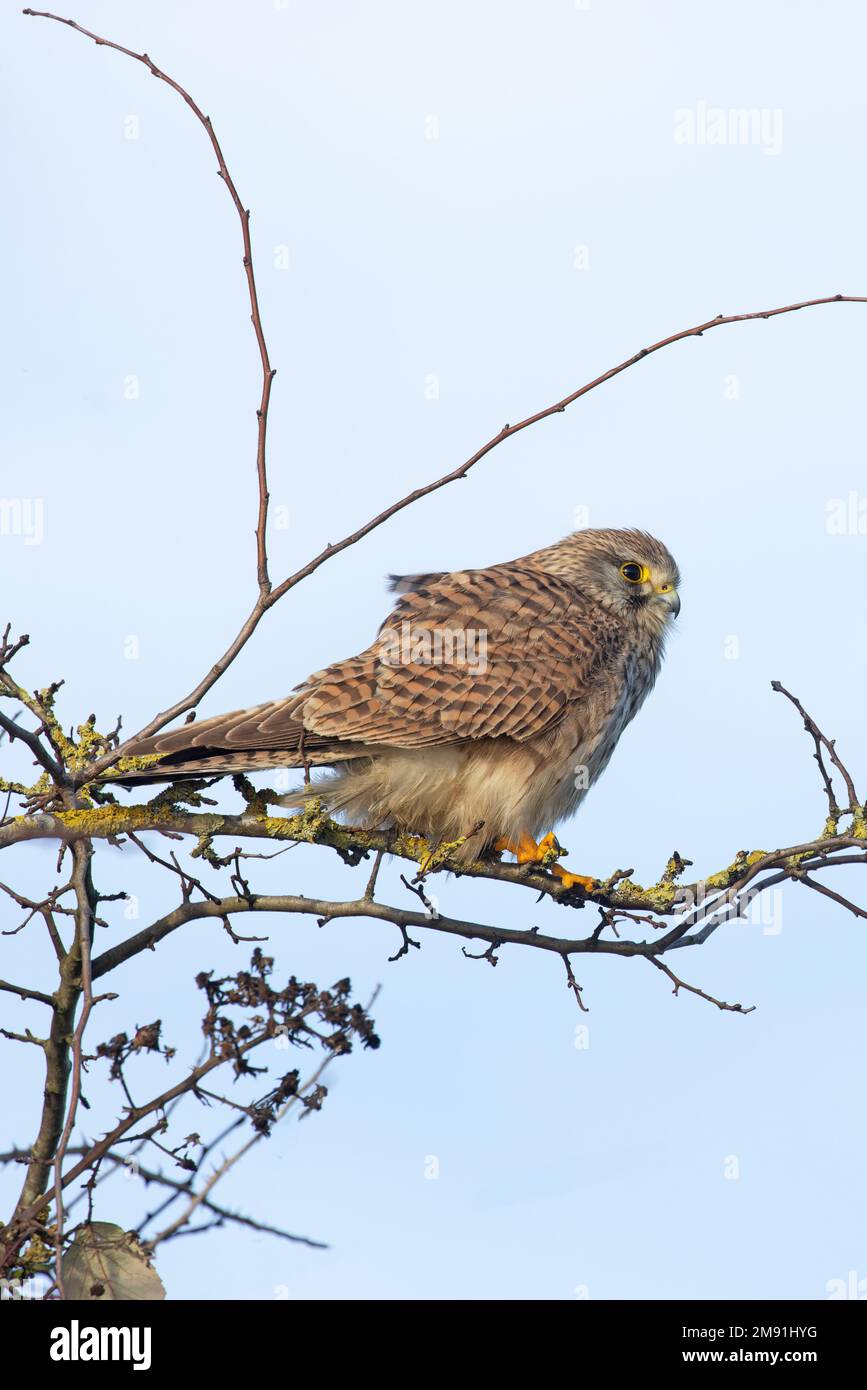 Common Kestrel (Falco tinnunculus) female Norfolk UK GB January 2023 St ...