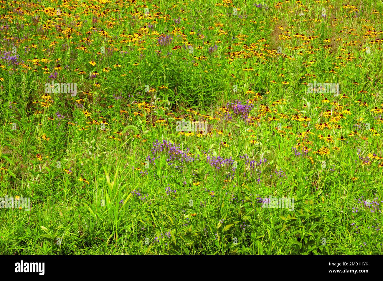 A planted native widflower meadow at Prompton State Park , Wayne County ...