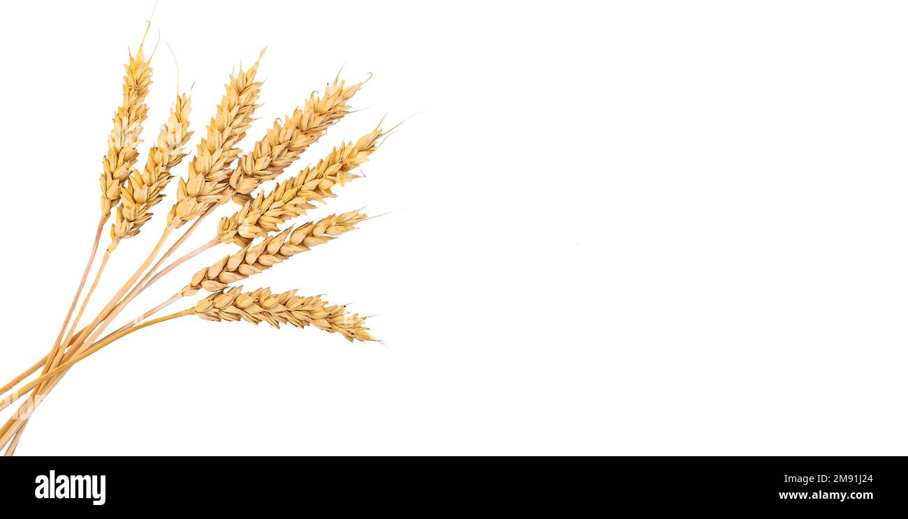 spikelets of wheat isolate on white background. Selection focus Stock ...