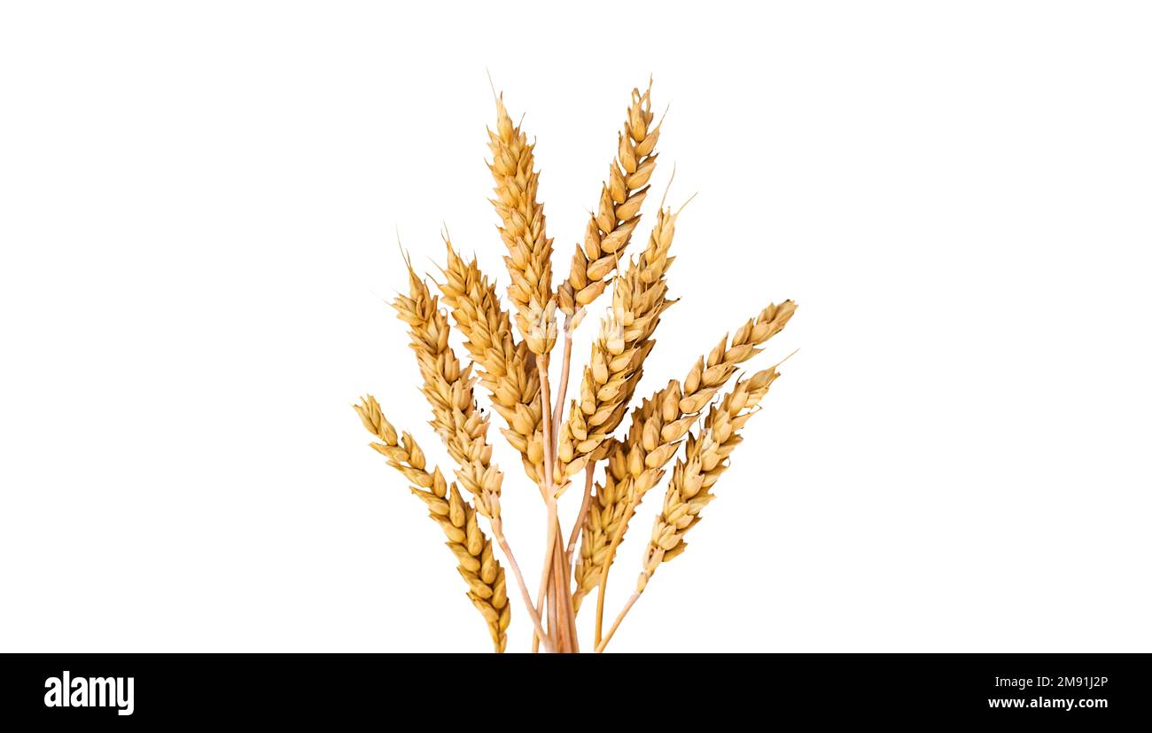 spikelets of wheat isolate on white background. Selection focus Stock ...