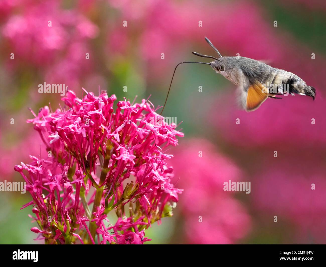 Hummingbird moth in flight hi-res stock photography and images - Alamy