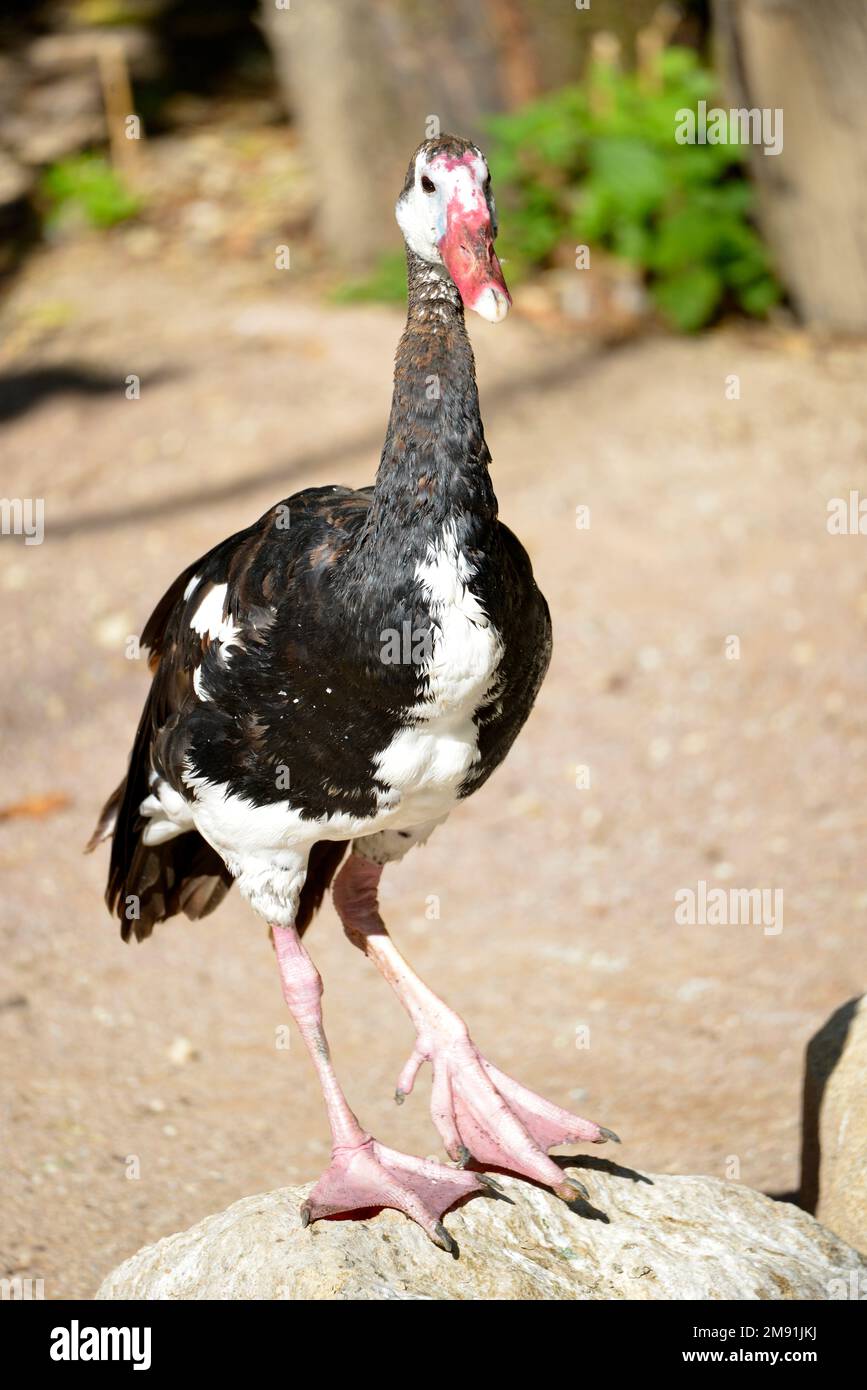 Spur-winged goose (Plectropterus gambensis) standing on rock and seen ...