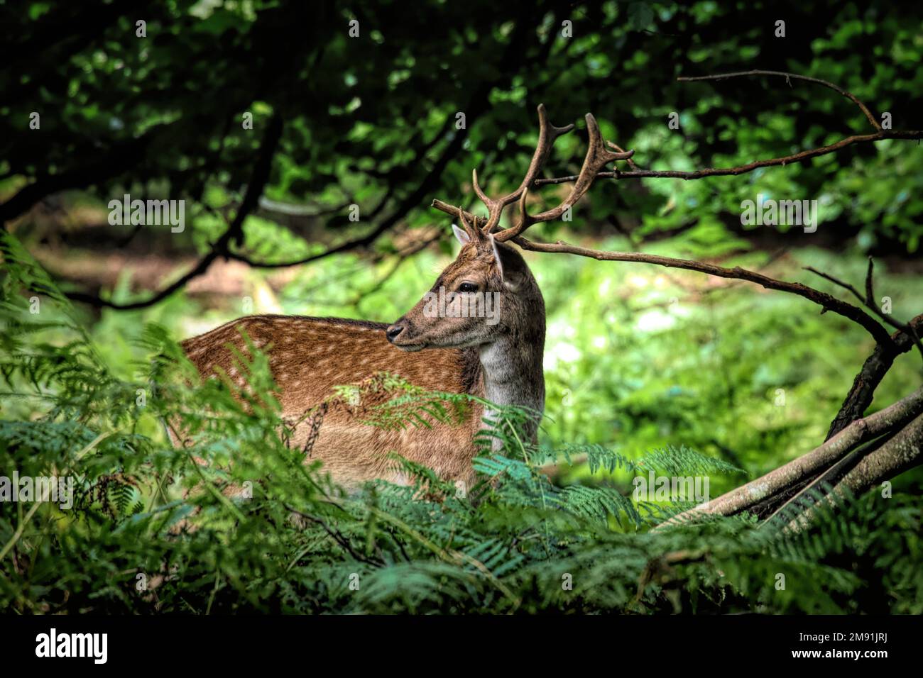 A side profile shot of an adorable European fallow deer captured in a ...