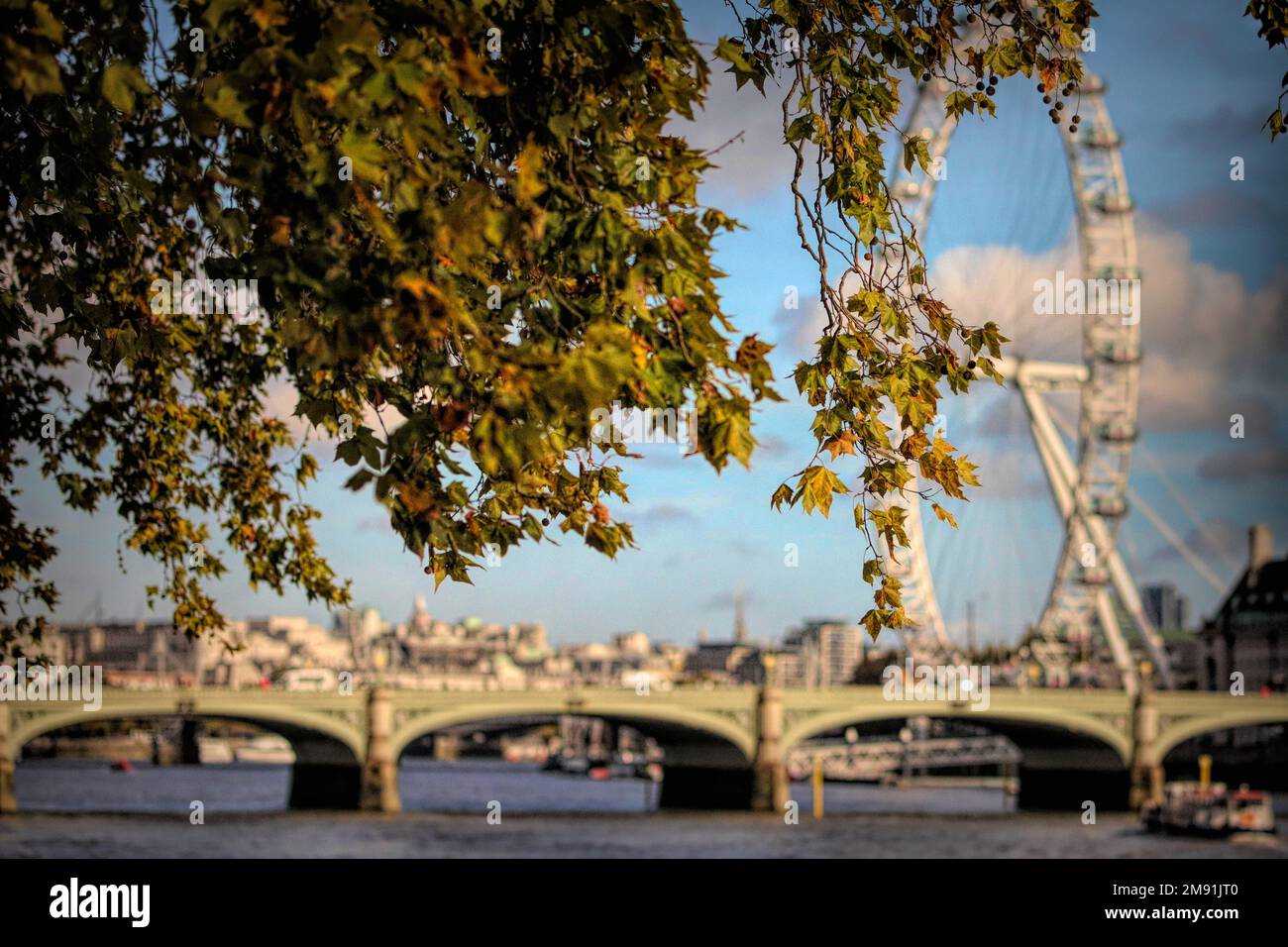 The London Eye captured in the background of tree foliage Stock Photo ...