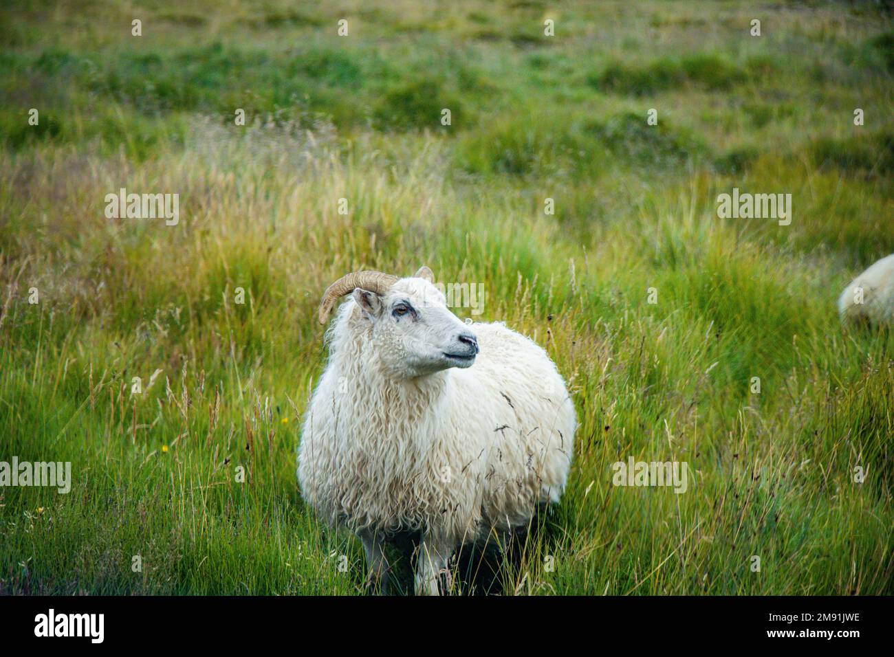 Icelandic Sheep Grazing in green pastures grass near road and highway of Ringroad Circuit ...