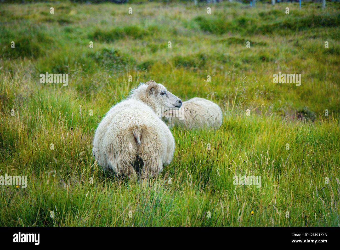 Icelandic Sheep Grazing in green pastures grass near road and highway of Ringroad Circuit ...