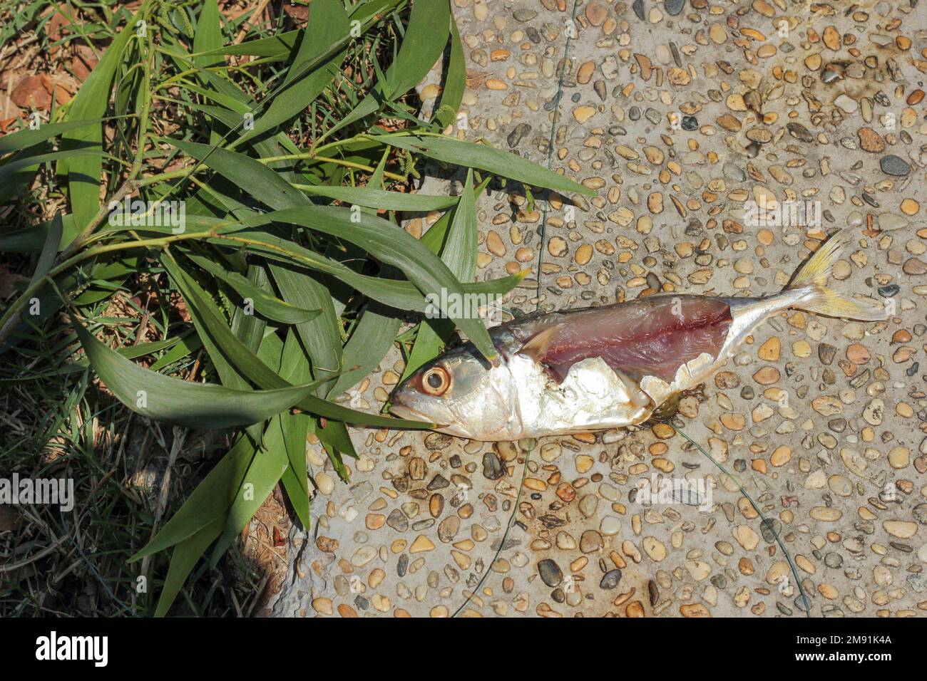 A dead fish lying on the street next to green plants Stock Photo - Alamy