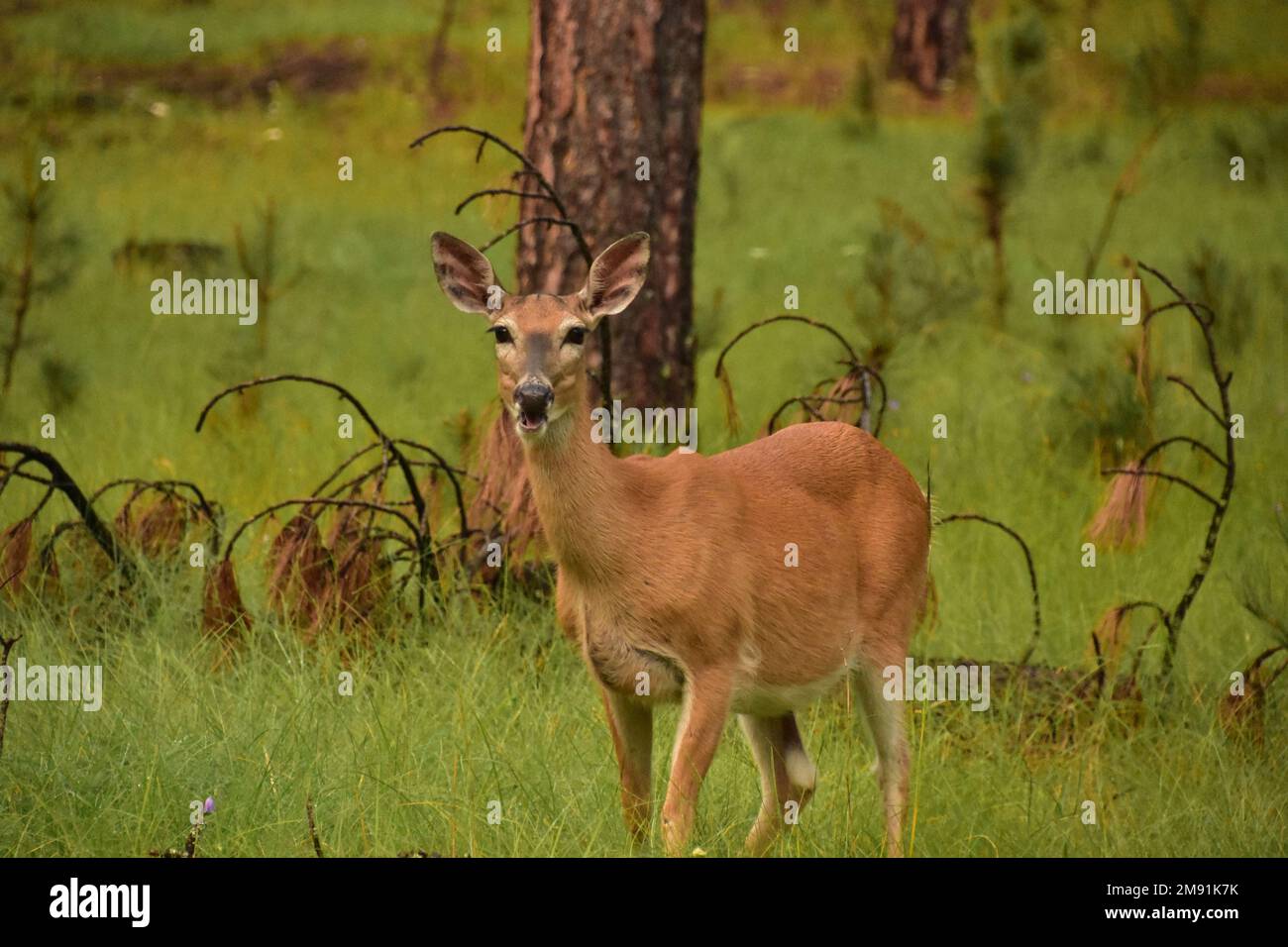 Stunning deer chewing grasses in a woodland grove in South Dakota Stock ...