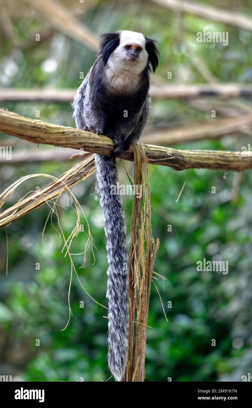 White-headed marmoset (Callithrix geoffroyi), also known as the tufted ...