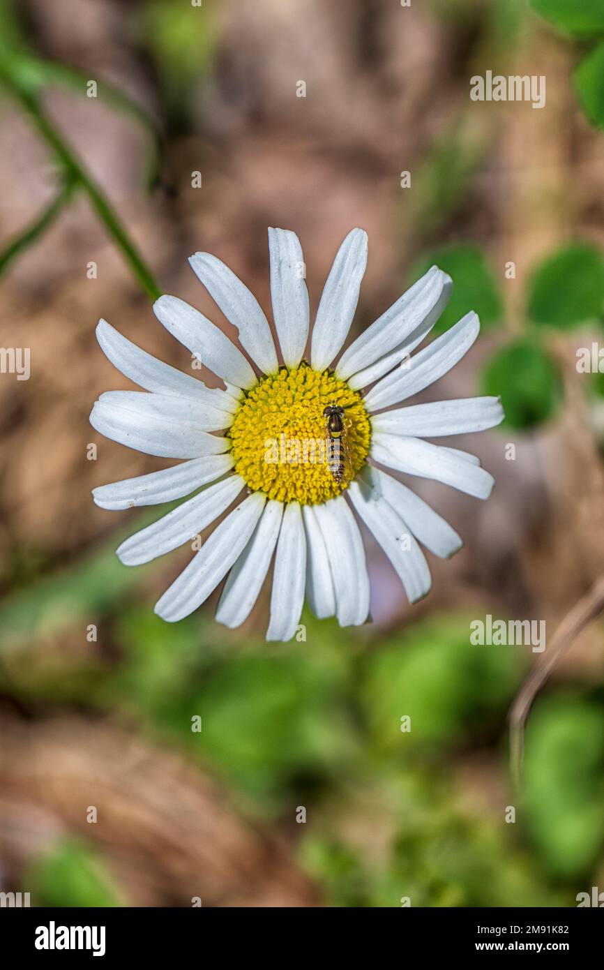 Wild bee conservation hi-res stock photography and images - Alamy