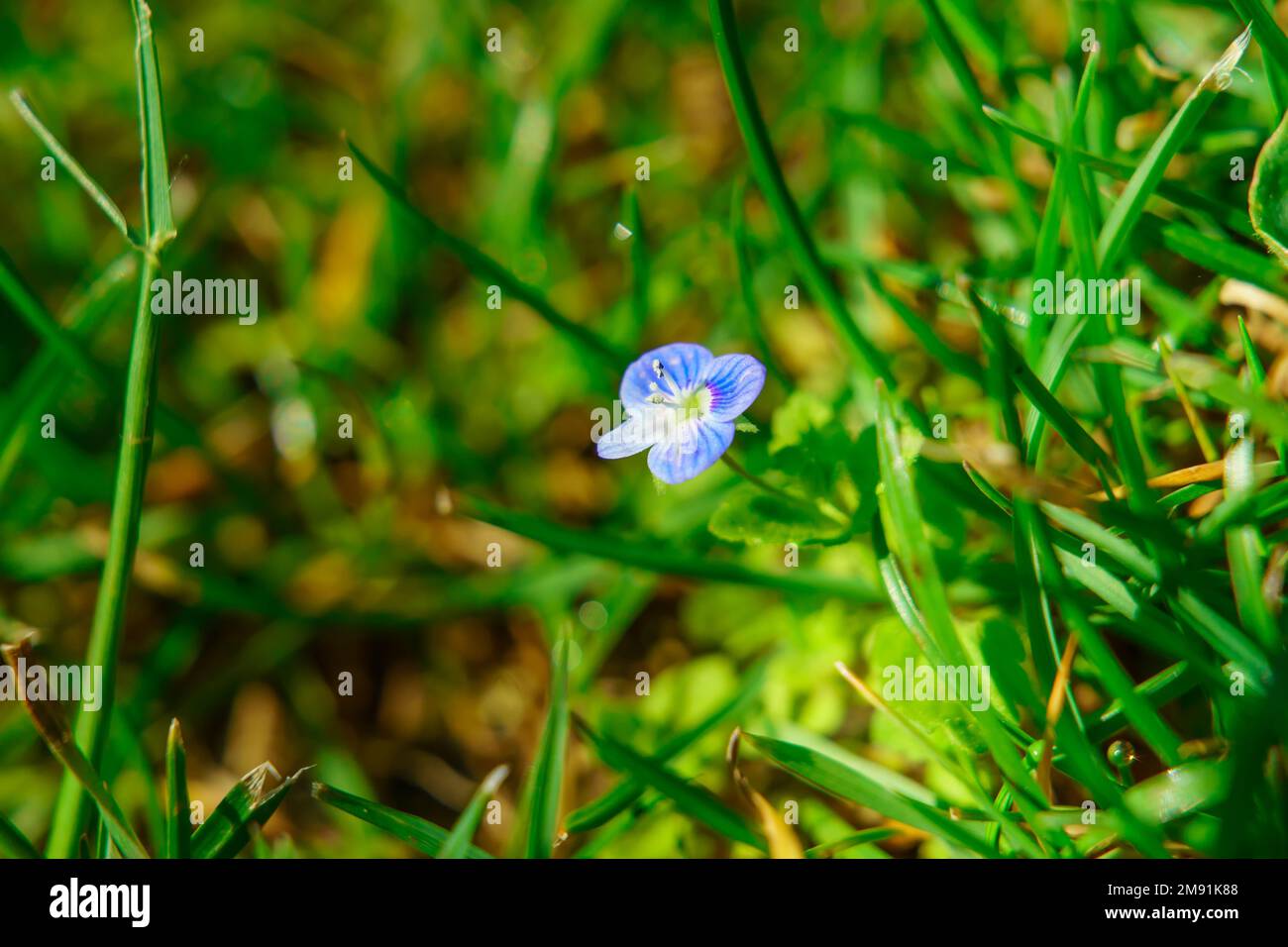 A closeup of a Persischer Ehrenpreis (Veronica persica) in greenery ...