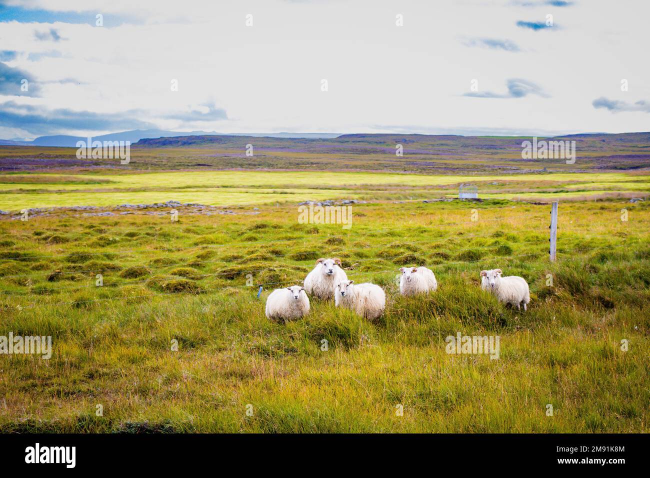 Icelandic Sheep Grazing in green pastures grass near road and highway of Ringroad Circuit ...