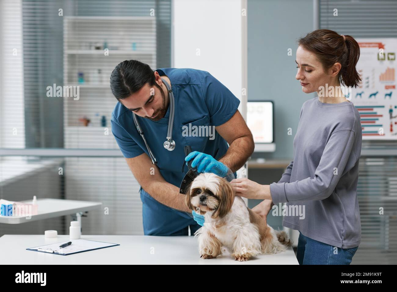Young veterinarian putting protective collar on neck of cute fluffy ...