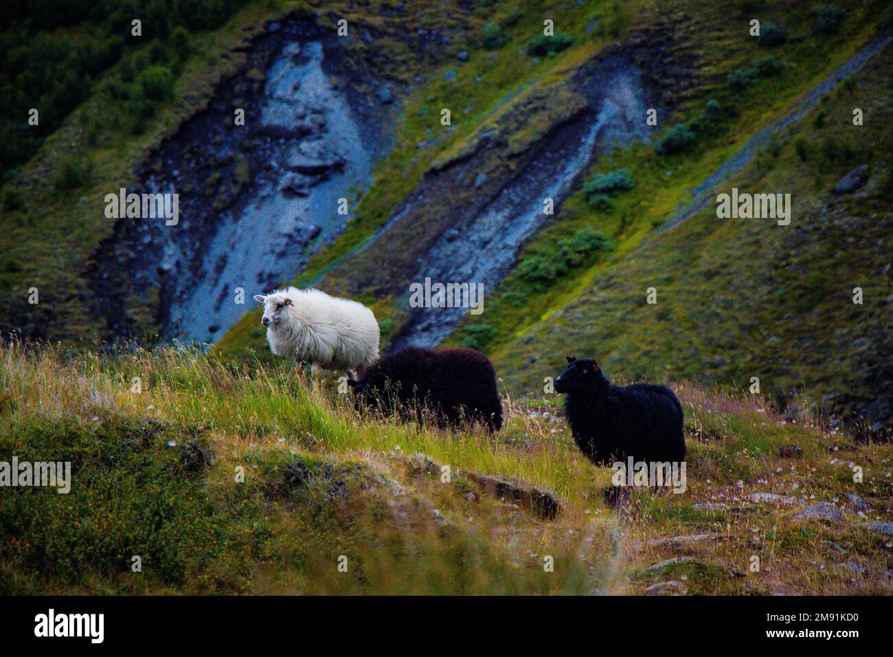 Icelandic Sheep Grazing in green pastures grass near road and highway ...
