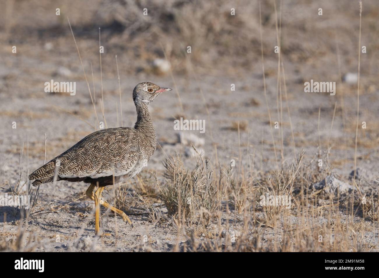 Black Korhaan (Eupodotis afra) on parched grassland of Etosha National ...