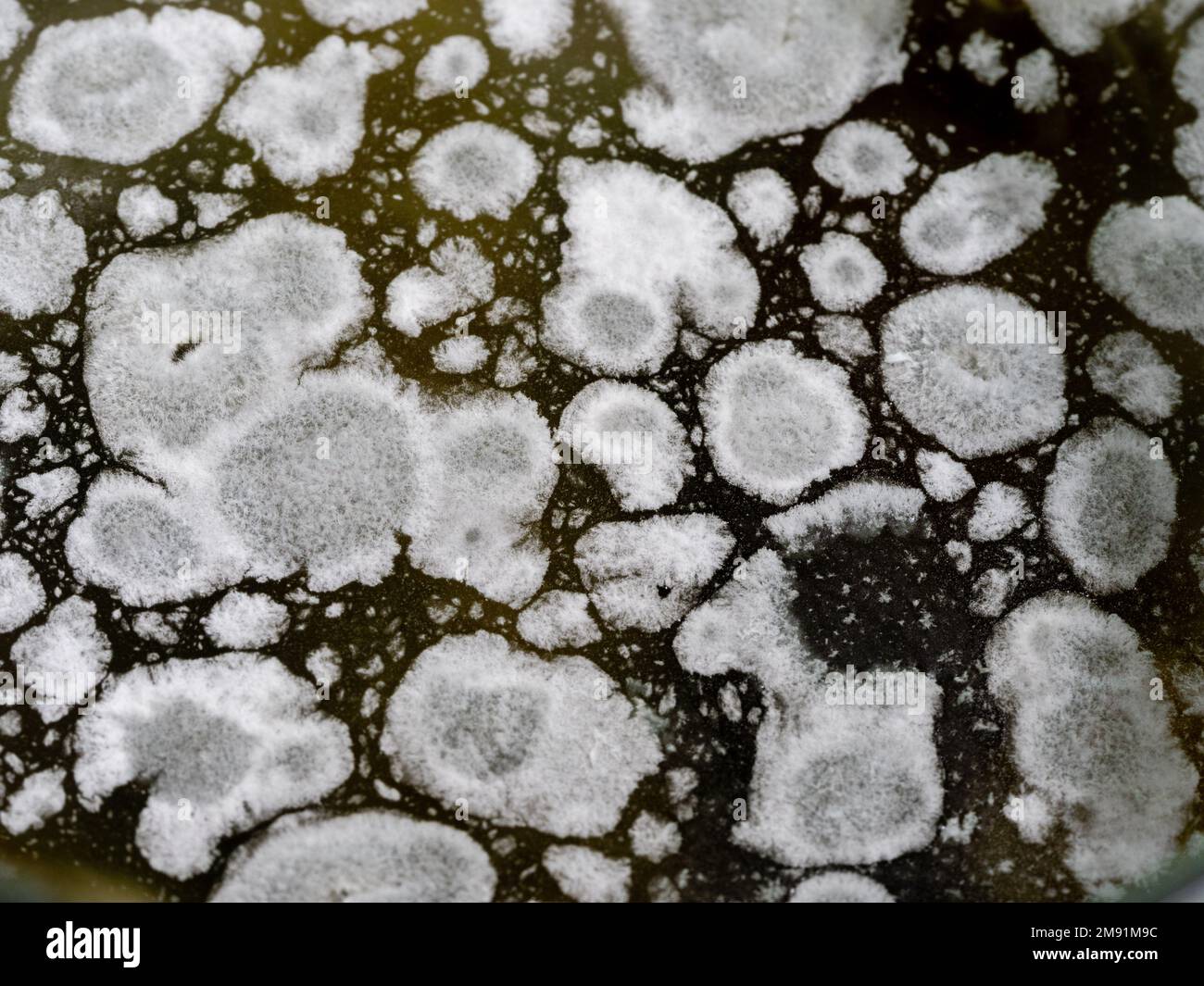 mold white mushrooms in cucumber pickle large close-up, dangerous to ...