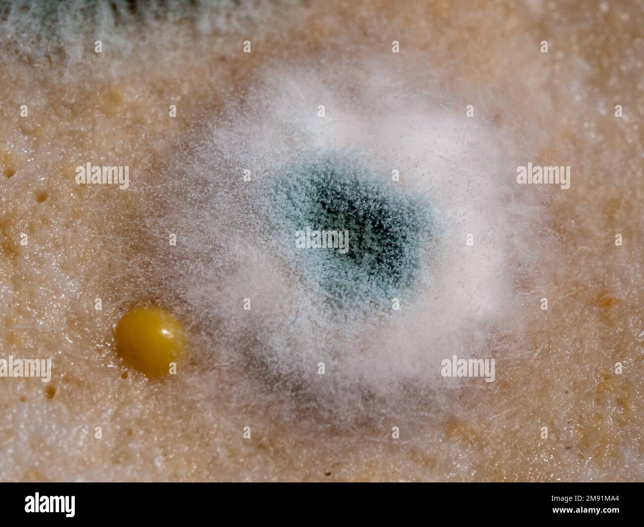 white mold on food, pate spoiled food, macro photo Stock Photo - Alamy