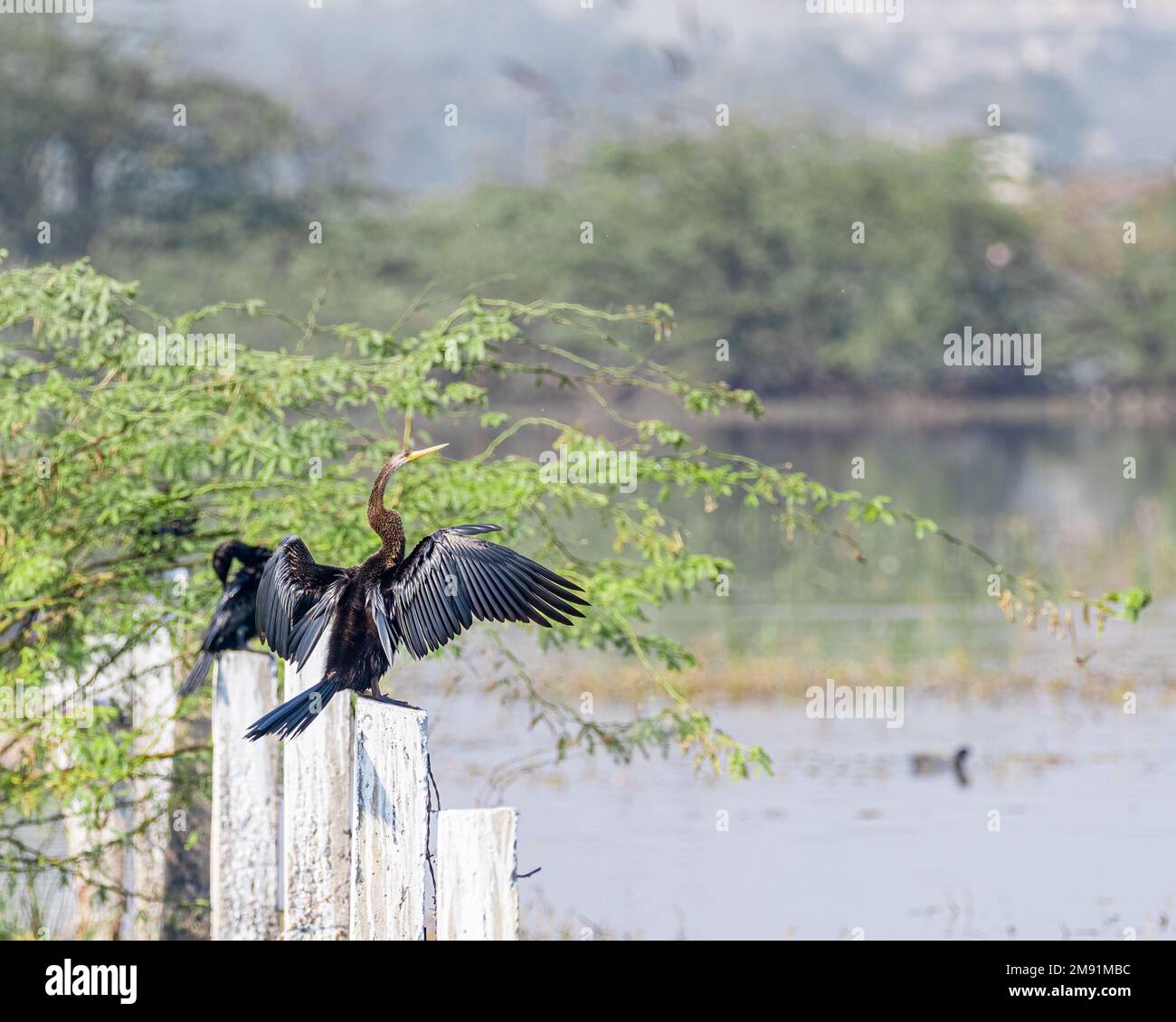 A Darter drying its wings on a pole Stock Photo - Alamy