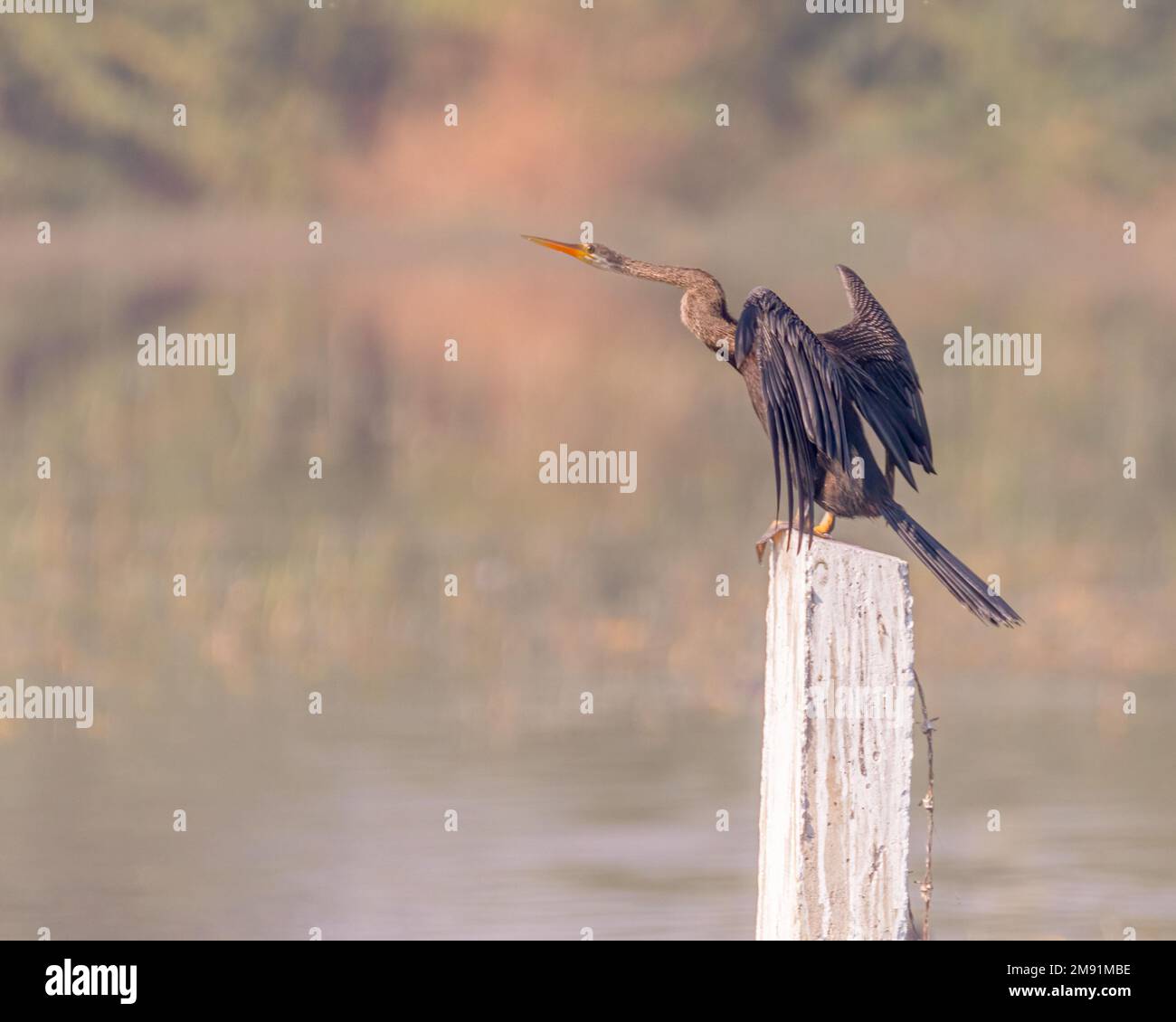 A Darter flexing its long neck on a pole Stock Photo - Alamy