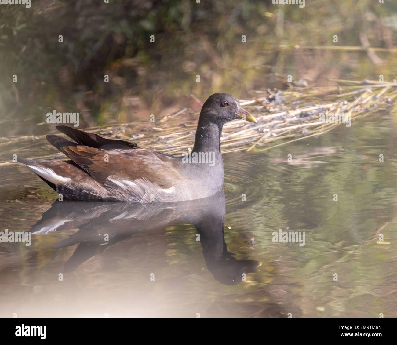 Hen swimming hi-res stock photography and images - Alamy