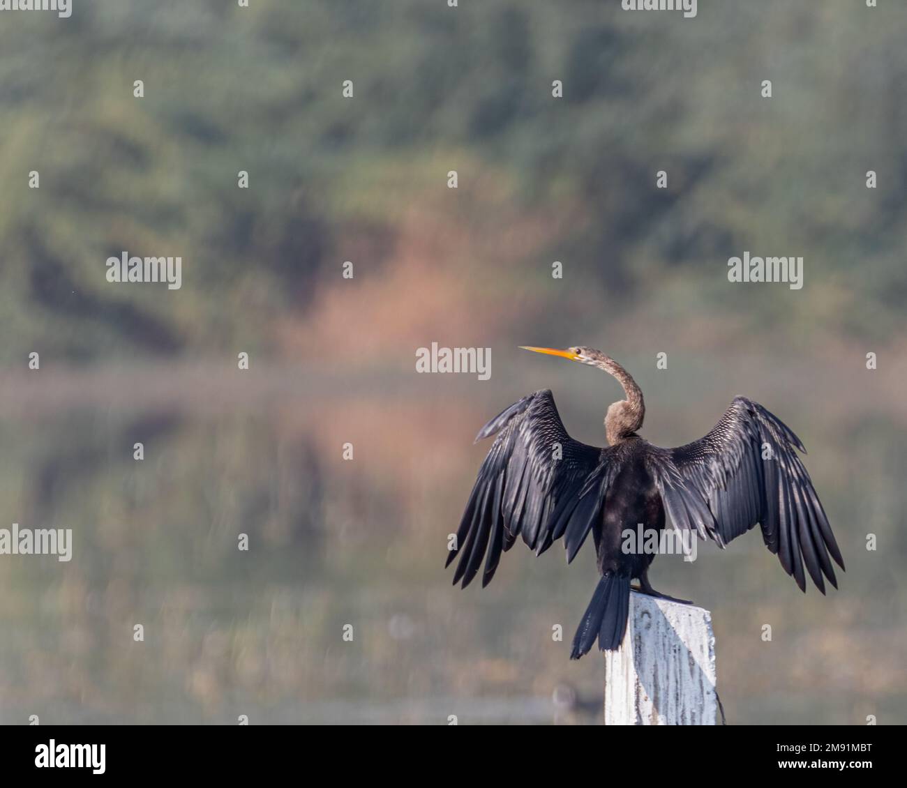 A Darter sitting on a pole Stock Photo - Alamy