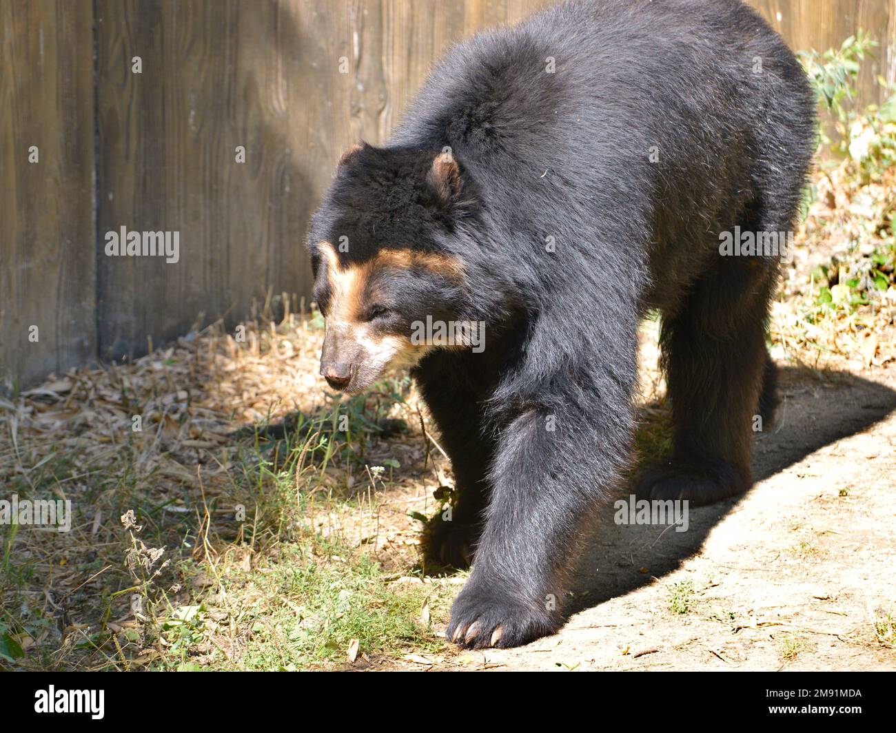 Andean bear (Tremarctos ornatus) also known as the spectacled bear and ...