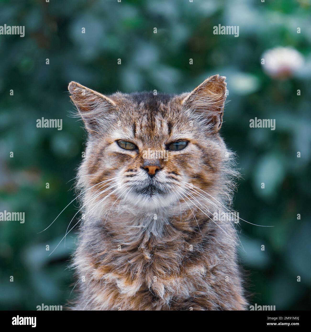 beautiful stray cat portrait looking at the camera Stock Photo - Alamy